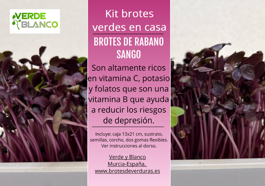 Como germinar brotes de rabano sango en casa pasos